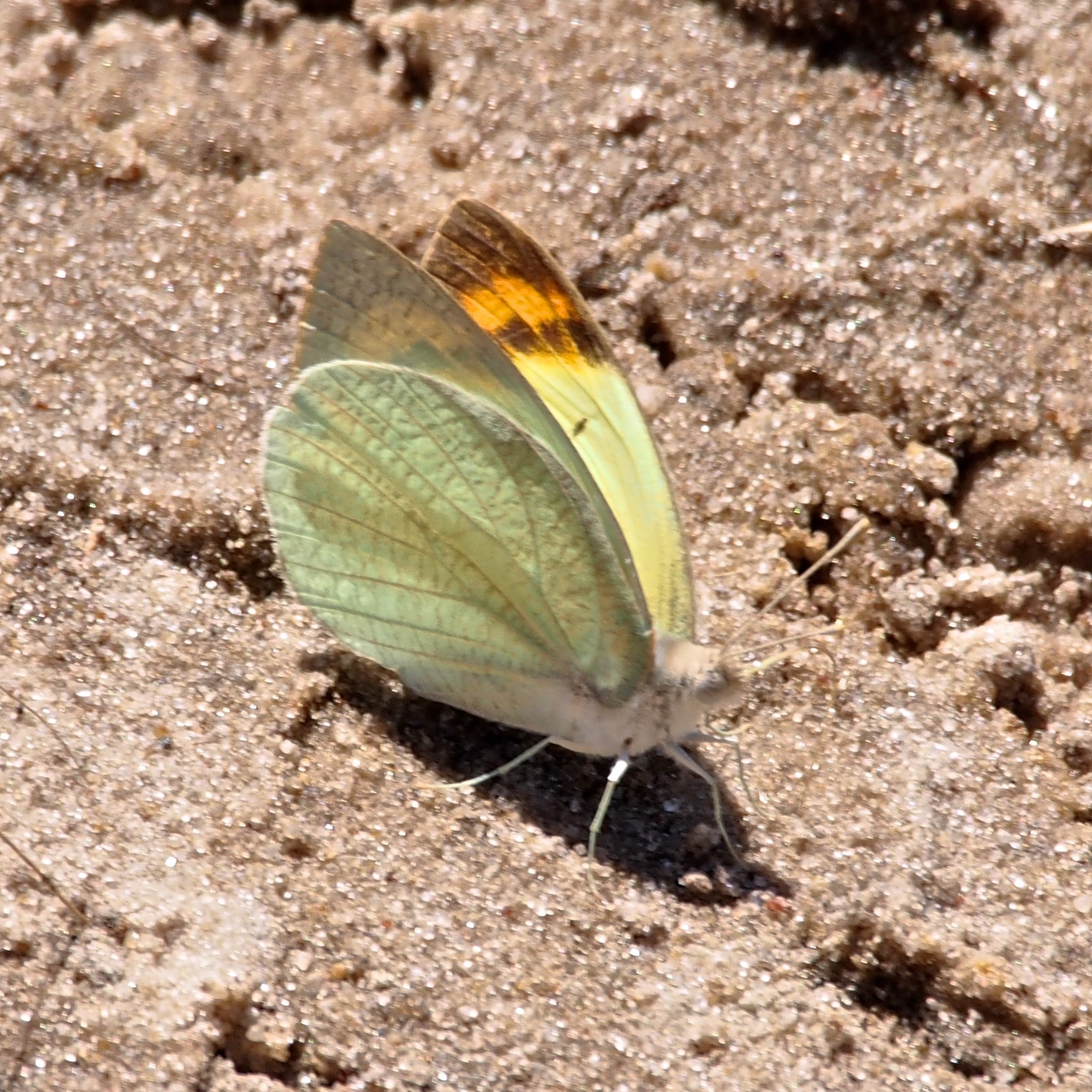 Teracolus subfasciatus Swainson, 1833