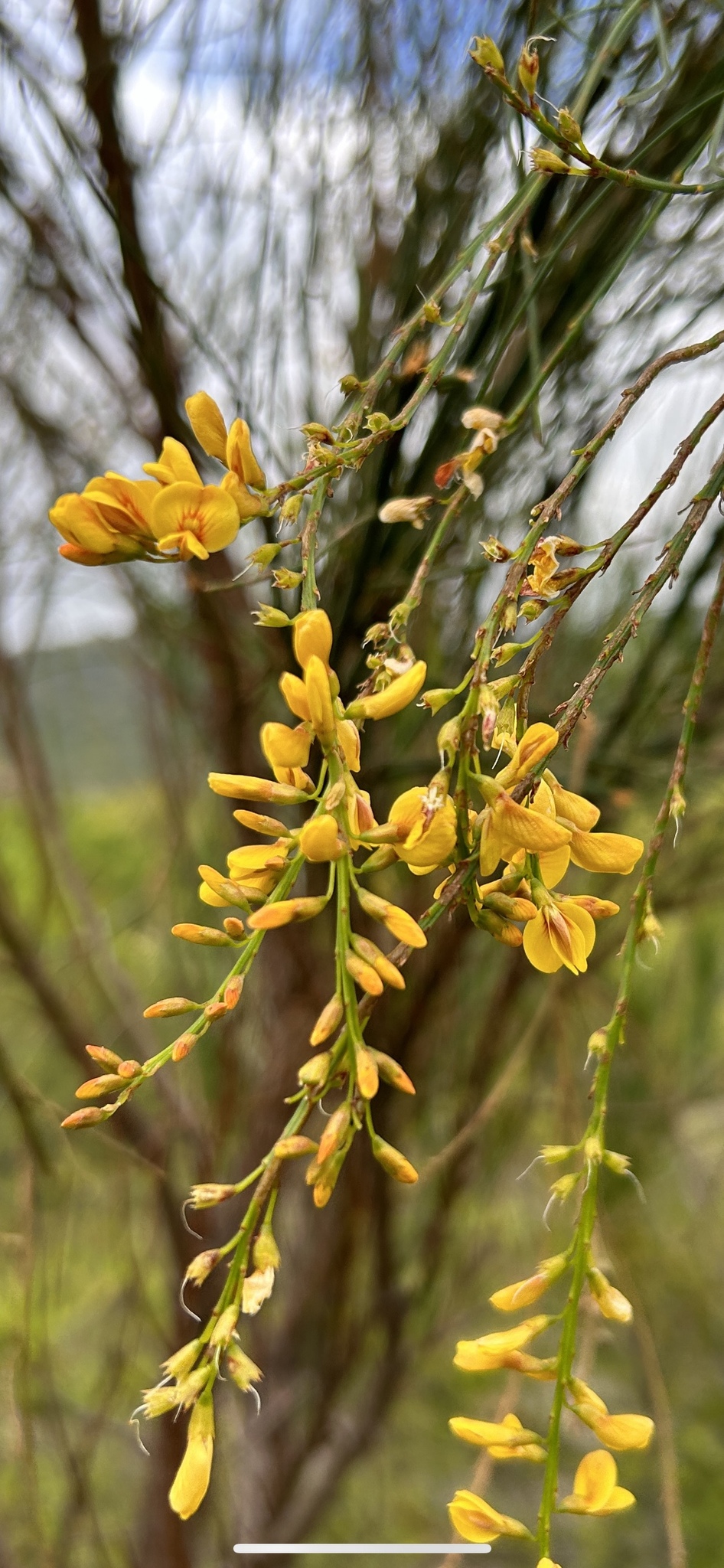 Viminaria juncea (Schrad.) Hoffmanns.