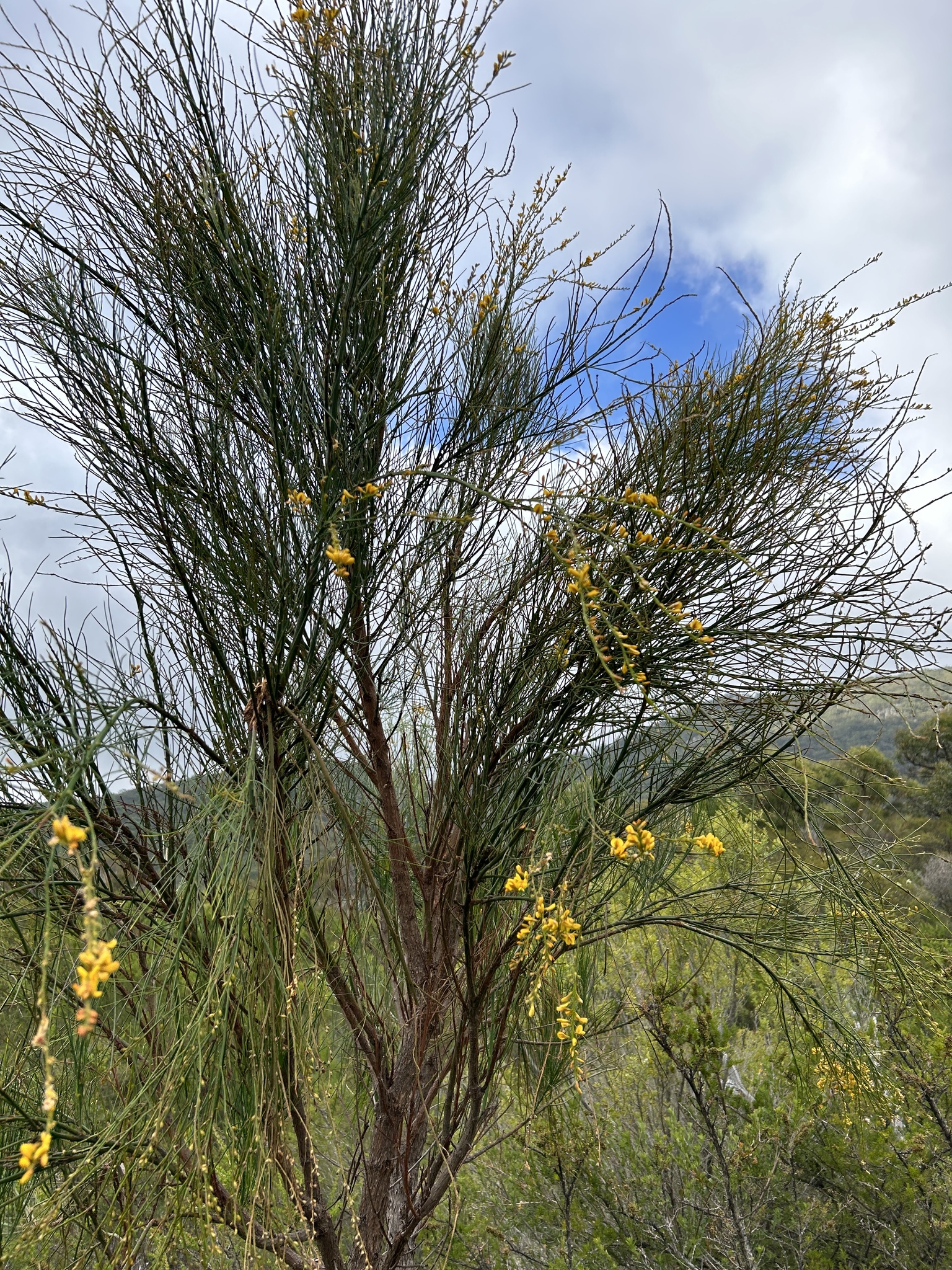 Viminaria juncea (Schrad.) Hoffmanns.