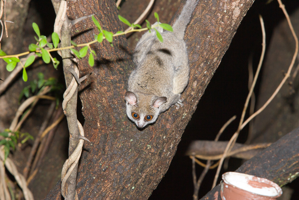 Southern Lesser Galago from near Nylsvley, Limpopo Province, South ...