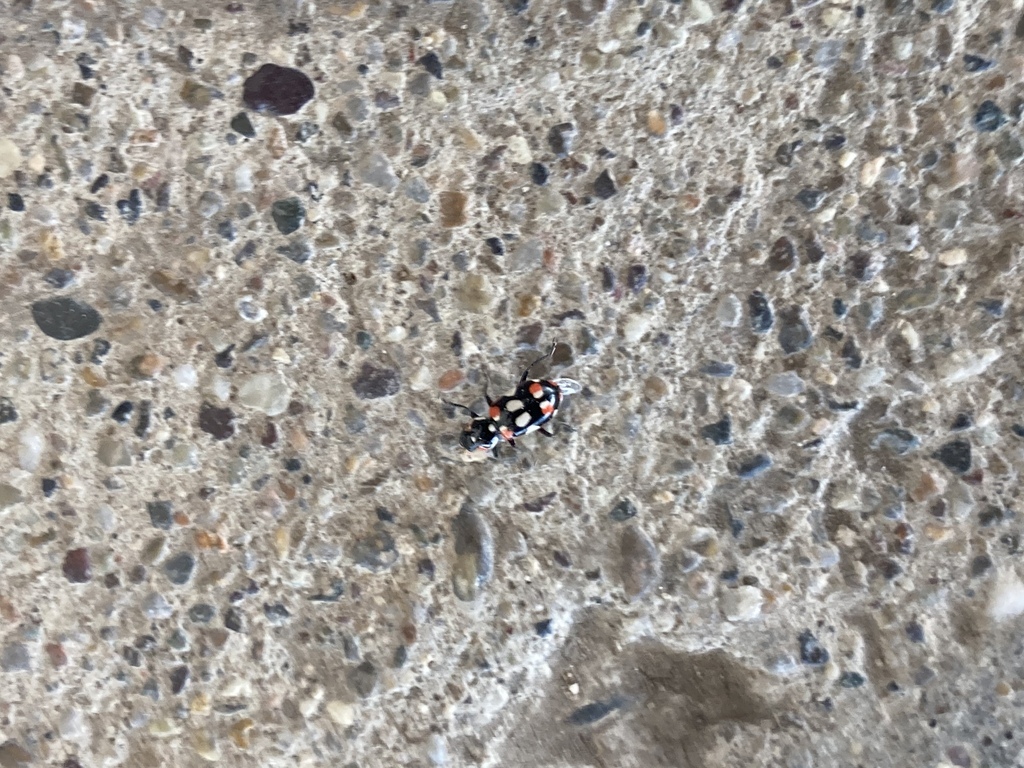 Eriopis connexa from Bahia Bustamante, Chubut, AR on January 15, 2023 ...