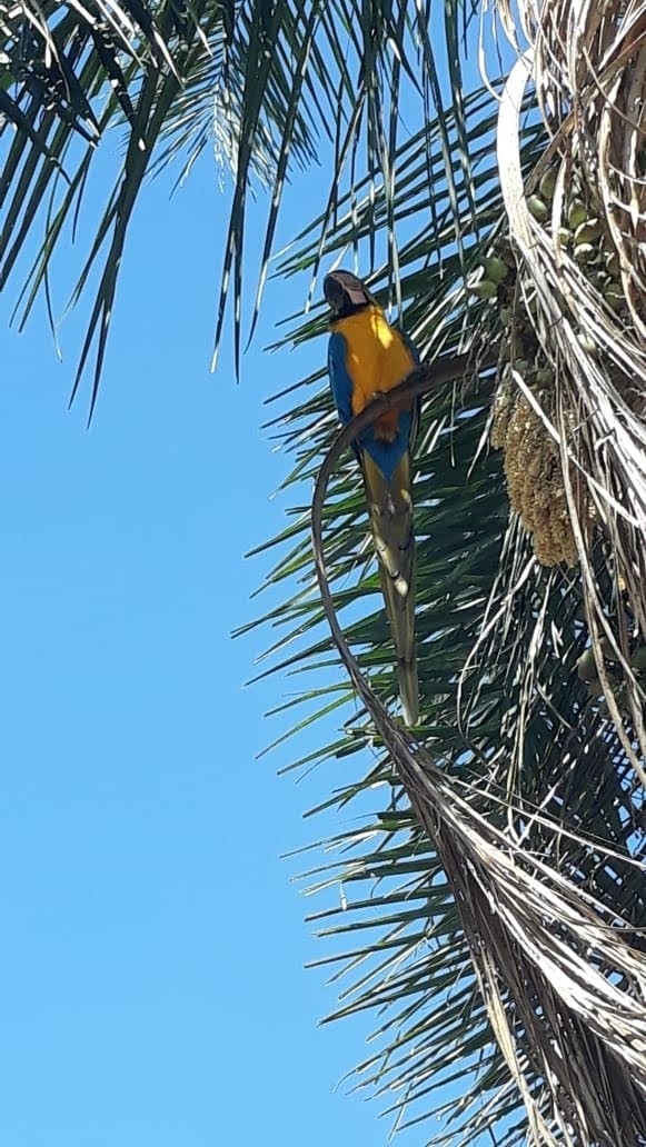 Ara ararauna (Linnaeus, 1758)