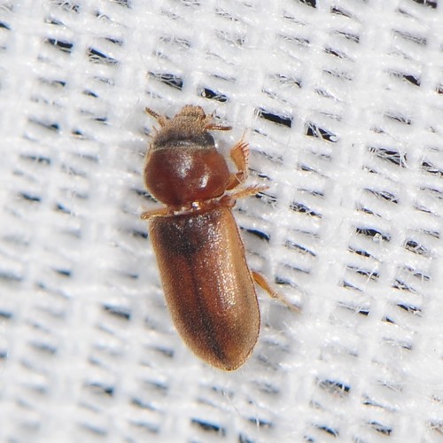 Genus Tropicus · iNaturalist