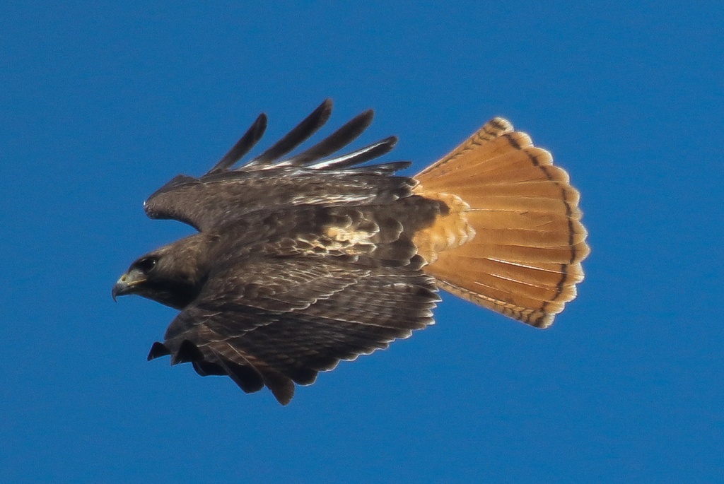 Western Red-tailed Hawk (Buteo jamaicensis calurus) - Avian Discovery