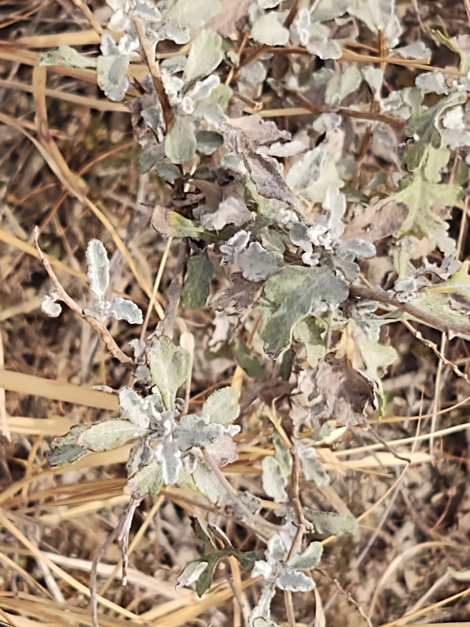 Parthenium incanum Kunth