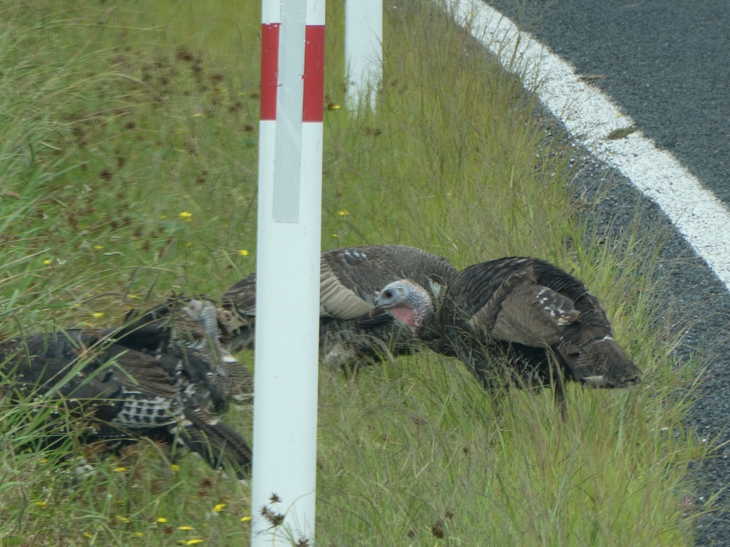 Domestic Turkey from Ōrere Point 2585, New Zealand on January 24, 2023 ...
