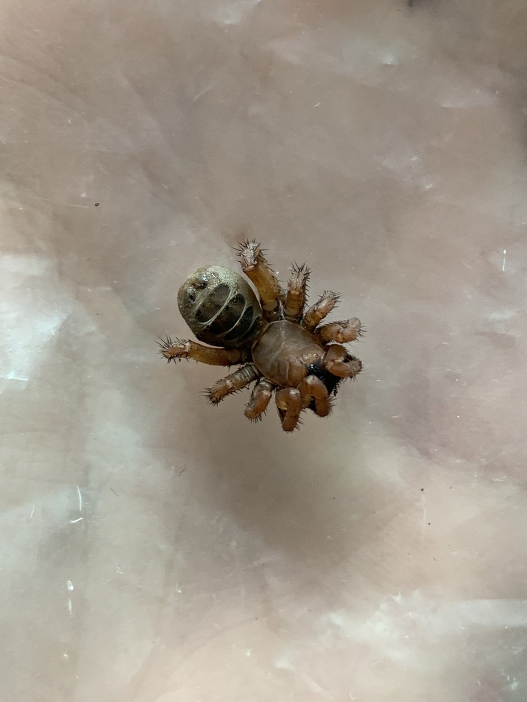 Primitive Spiders in August 2021 by srch · iNaturalist