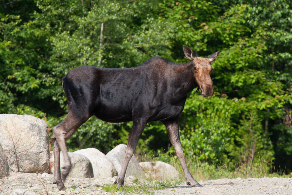 Moose from near Lee, Maine on June 27, 2010 by Greg Lasley. Moose Alces ...