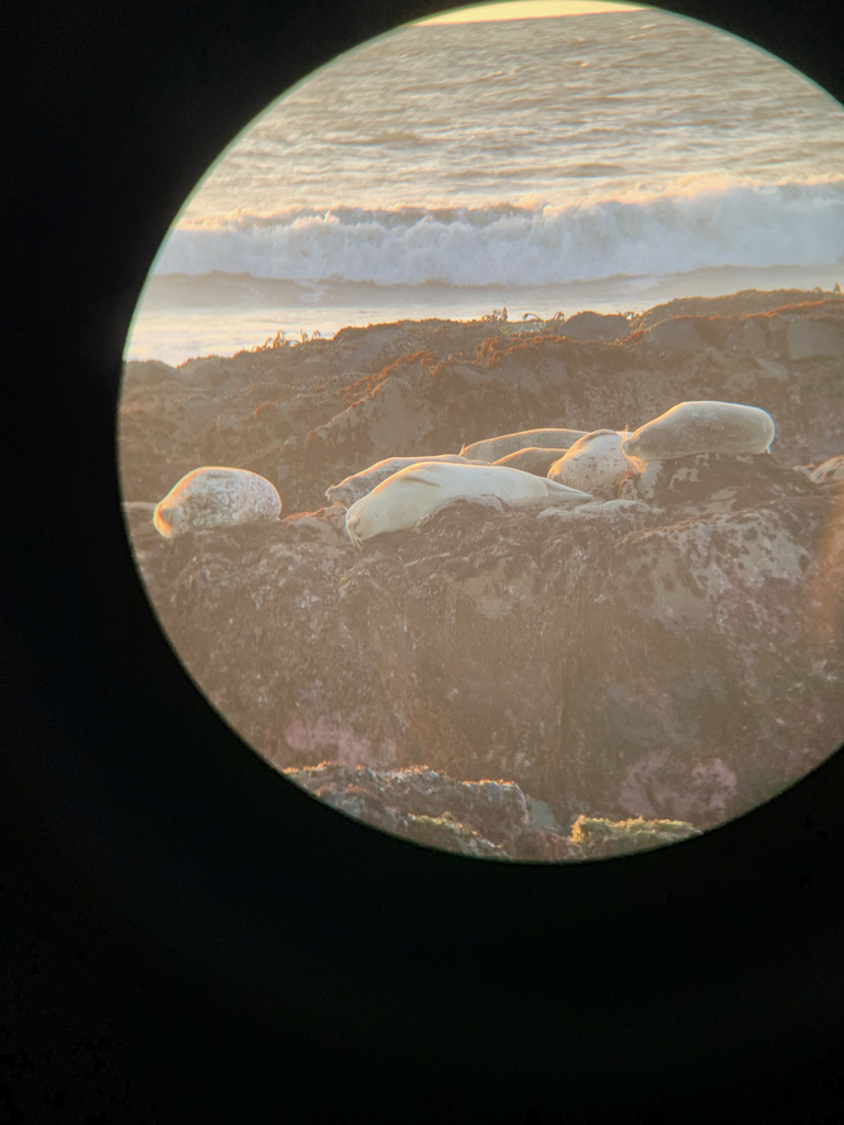 Pacific Harbor Seal from San Mateo County, CA, USA on January 21, 2023 ...