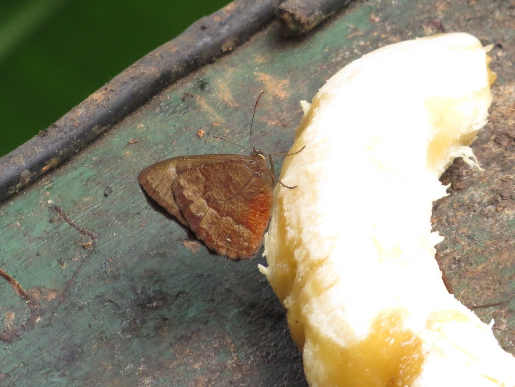 Pedaliodes dejecta from CARRETERA INTERAMERICANA SUR, km 95, 2 ...