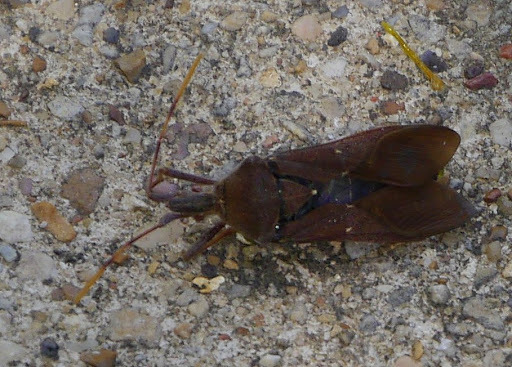 Northern Leaf-footed Bug from Arcadia Trail Park, Fort Worth, TX on ...