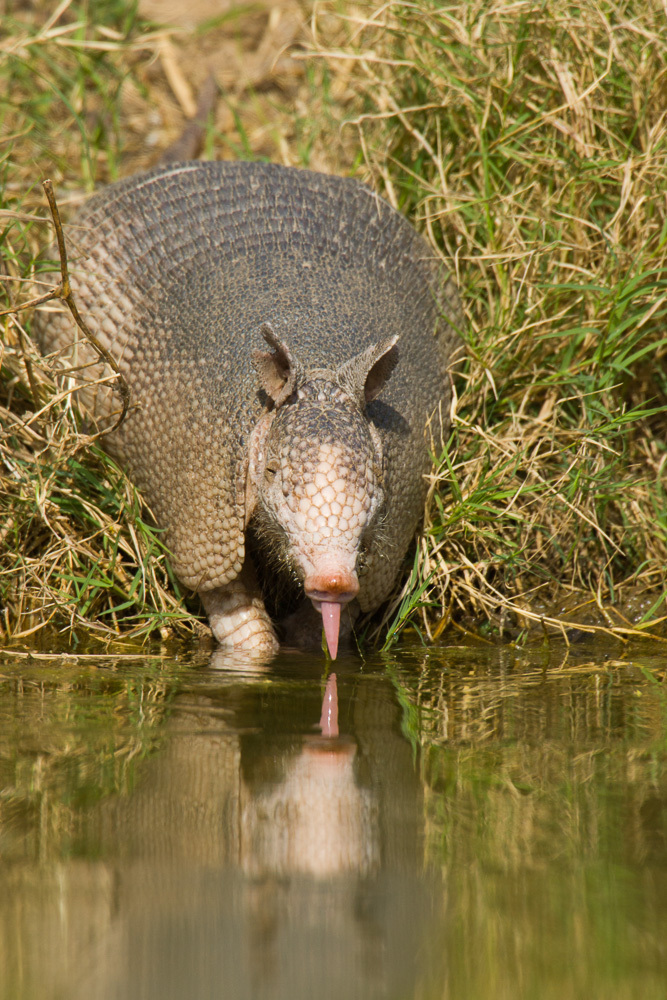 Nine-banded Armadillo from near McCook, Texas on March 14, 2006 by Greg ...