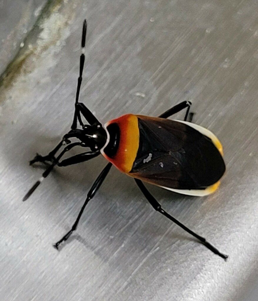 Harlequin Red Bug from Melbourne VIC, Australia on January 23, 2023 at ...