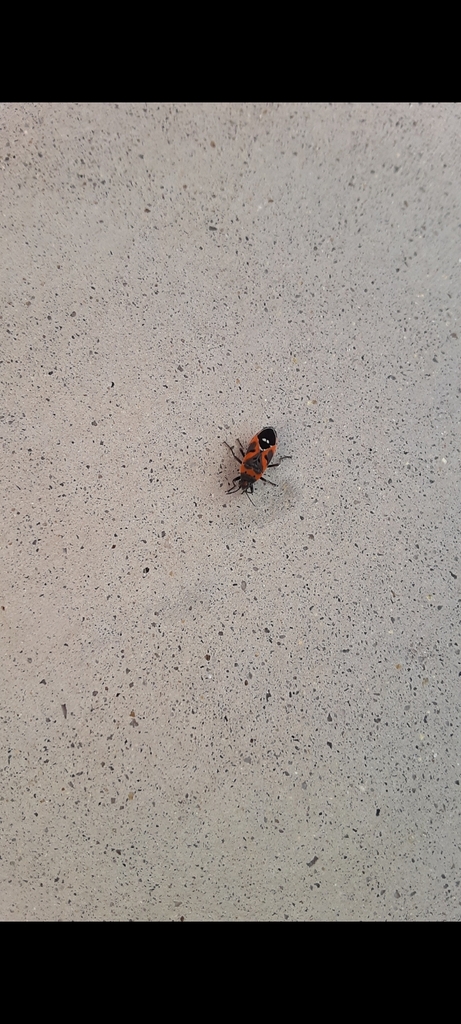 Small Milkweed Bug from Clovis on January 24, 2023 at 04:48 PM by ...
