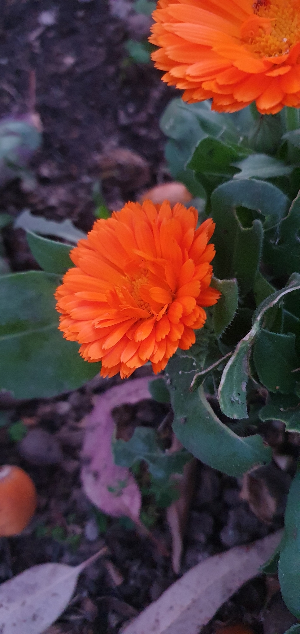 Calendula officinalis L.