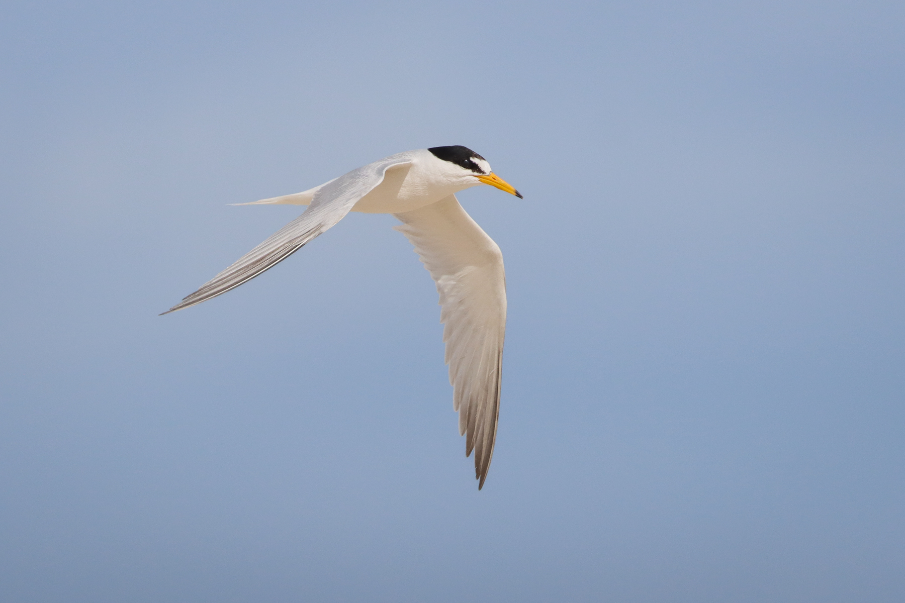 Sternula albifrons (Pallas, 1764)