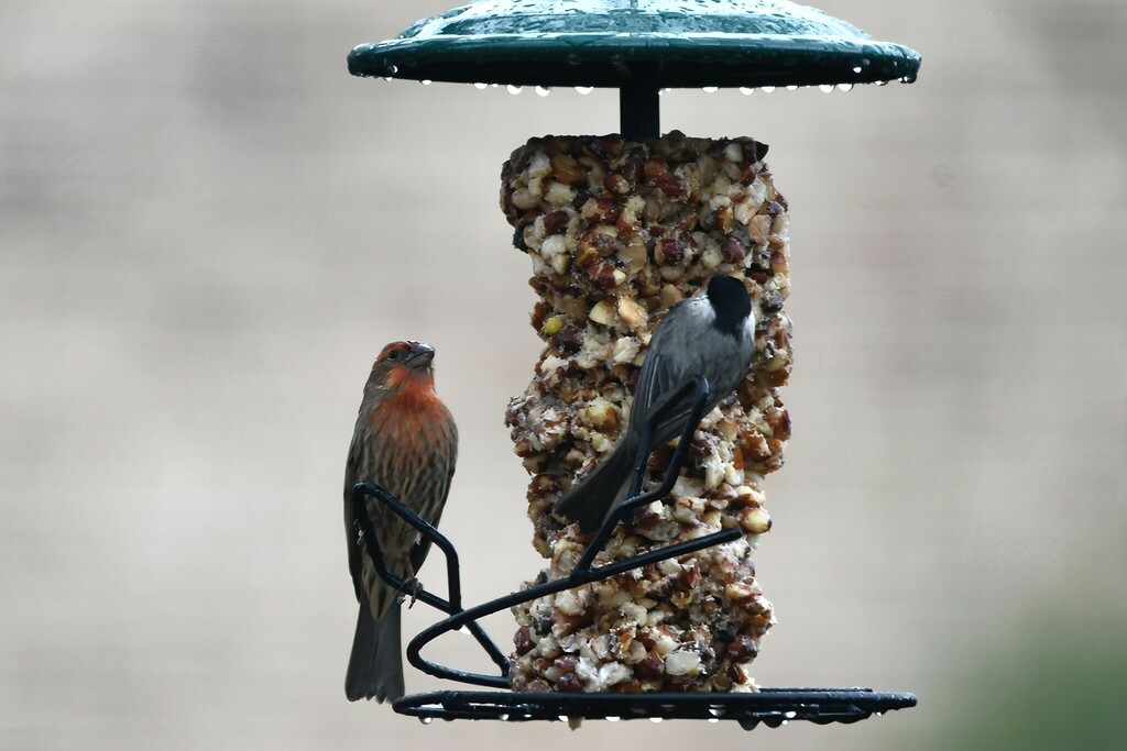 House Finch from North Central, Carrollton, TX, USA on January 24, 2023 ...