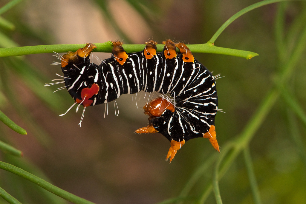 Mistletoe Moth in January 2023 by b_sydes. On Amyema preissii · iNaturalist