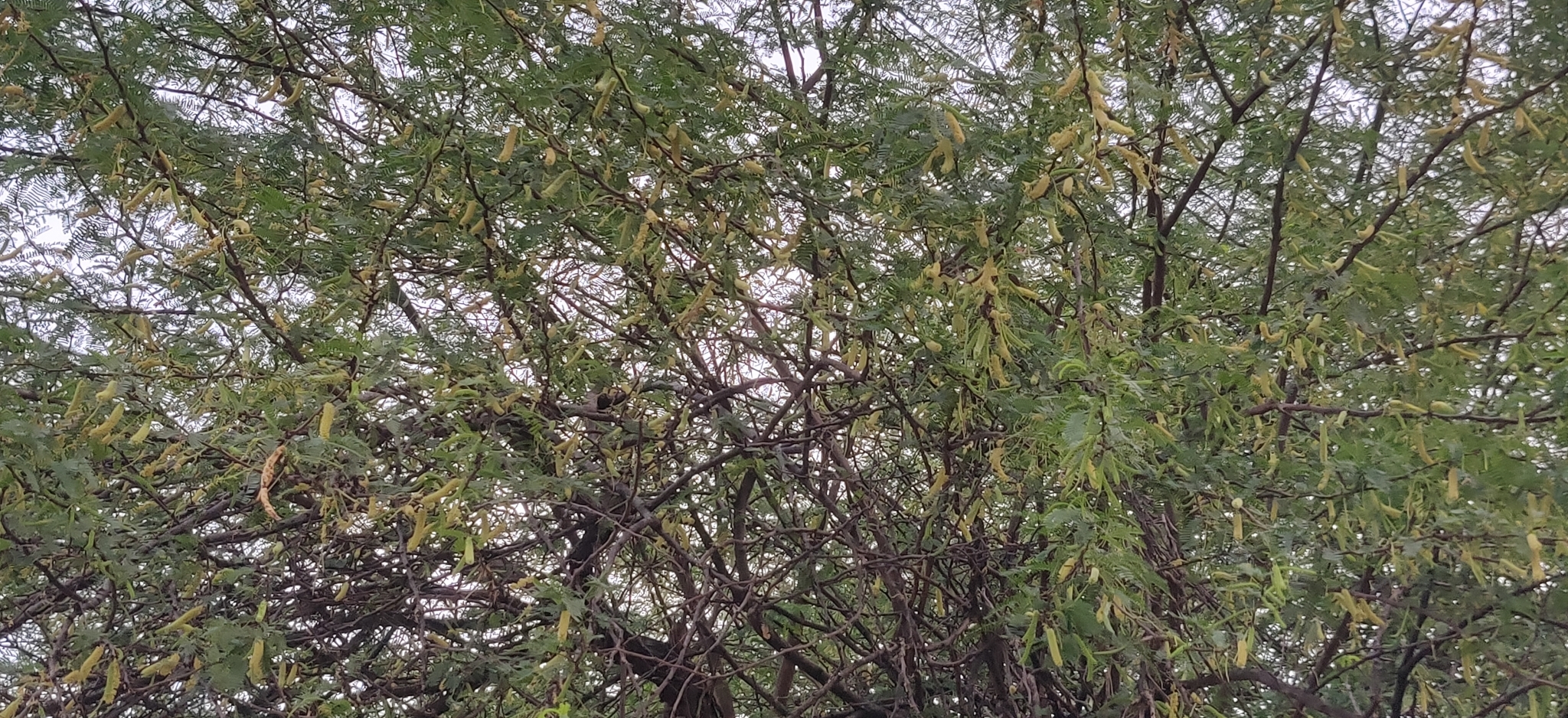 Prosopis juliflora (Sw.) DC.