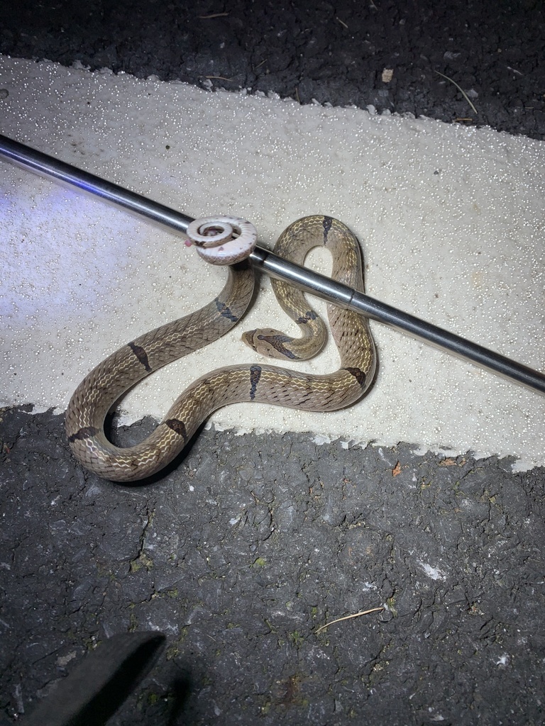 Chinese Kukri Snake in June 2021 by srch · iNaturalist