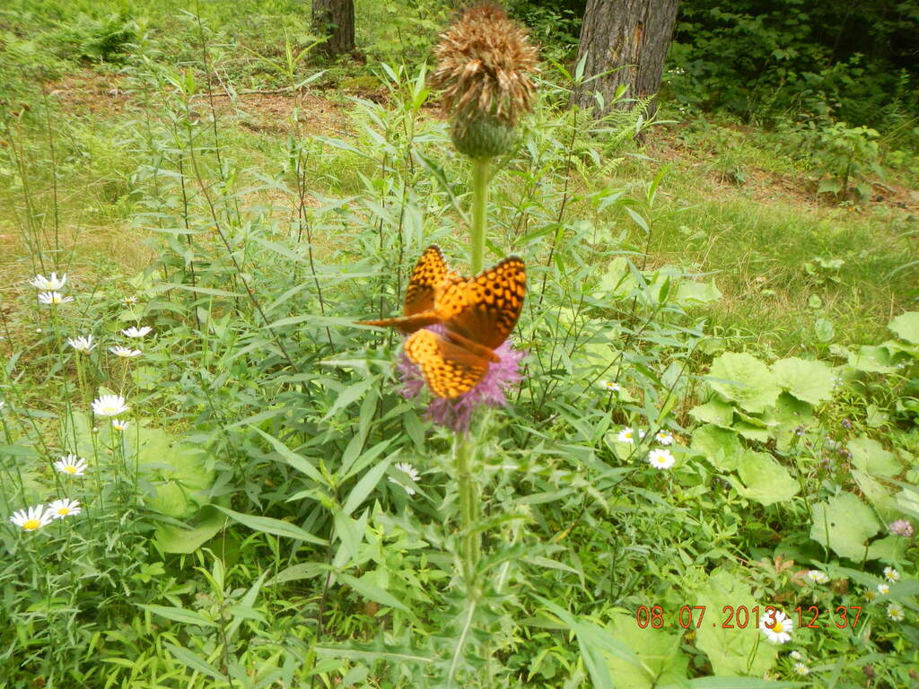 Great Spangled Fritillary from Clearfield County, PA, USA on August 7 ...