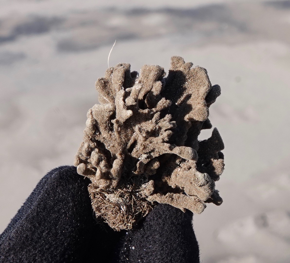 Clathria prolifera (Ellis & Solander, 1786)