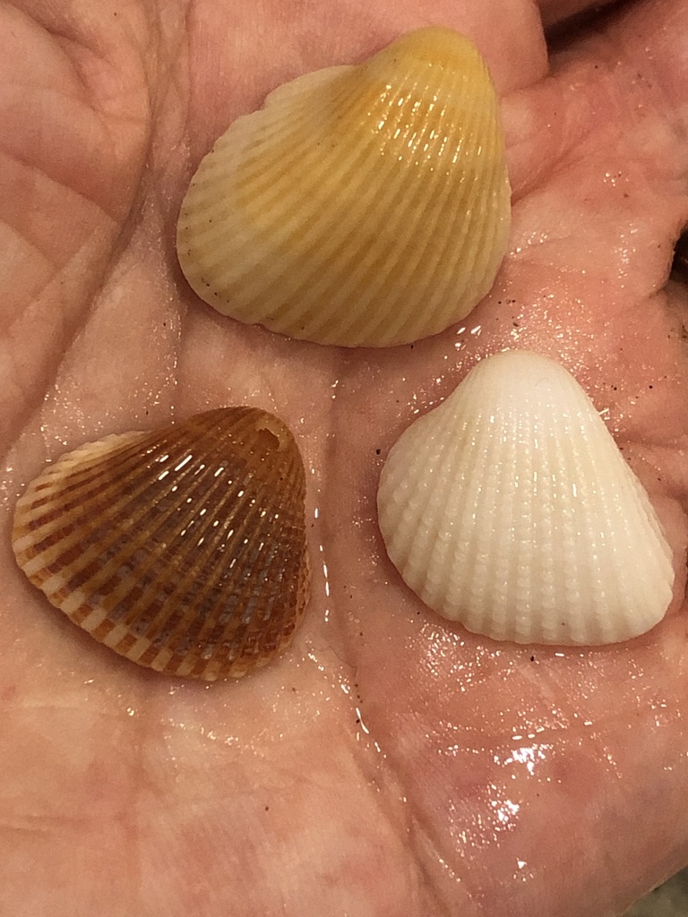 Chemnitz's ark clam from South Padre Island, South Padre Island, TX, US ...