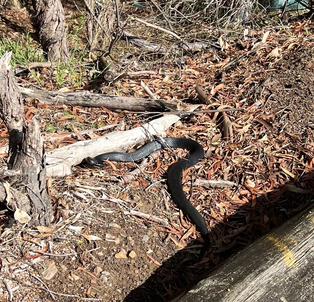 Red-bellied Black Snake from Fred Caterson Reserve, Castle Hill, NSW ...