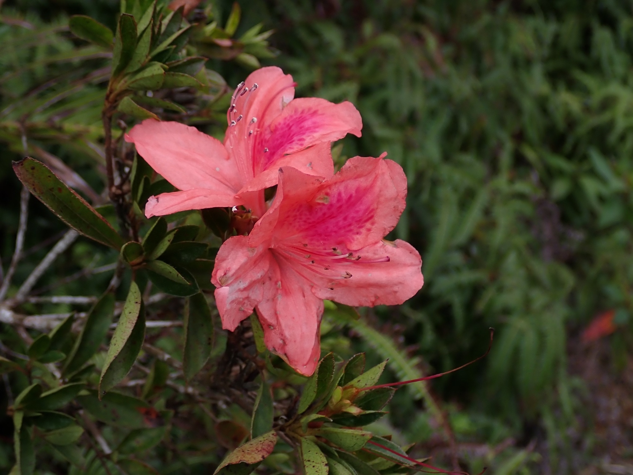 Rhododendron simsii Planch.