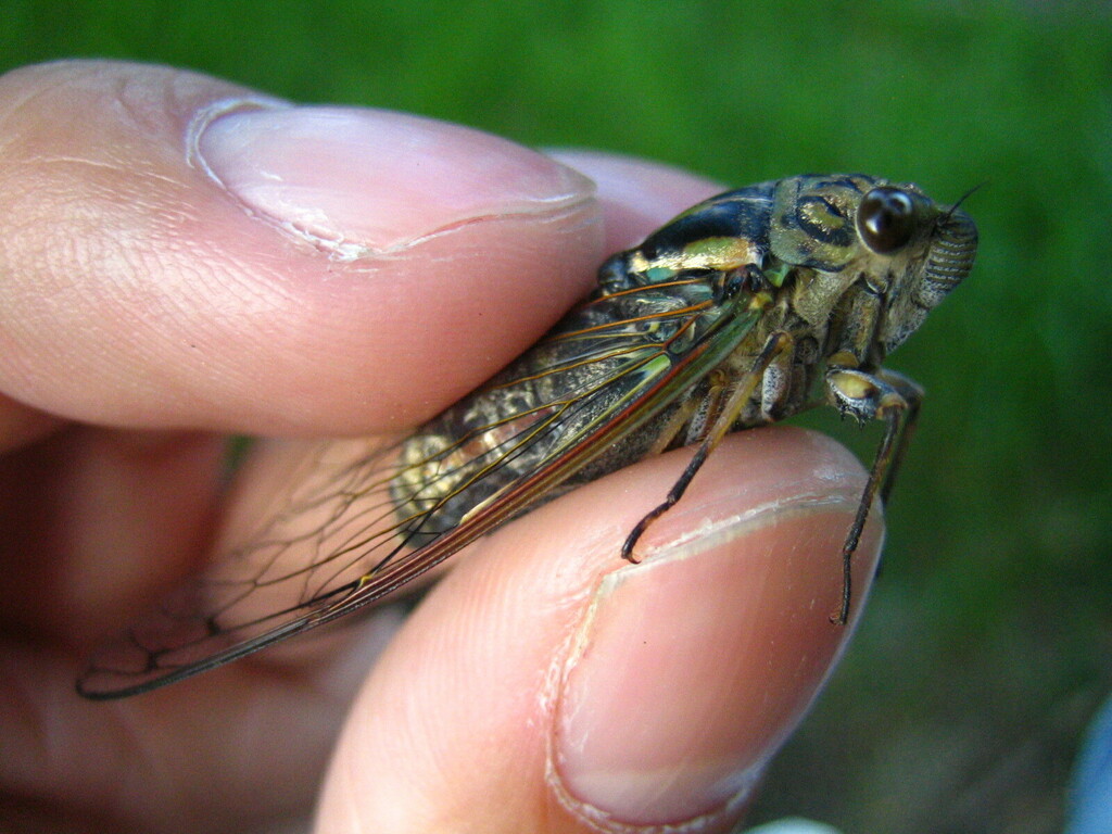 Priest Cicada from Tokyo, Japan on August 28, 2009 at 01:55 AM by Brian ...
