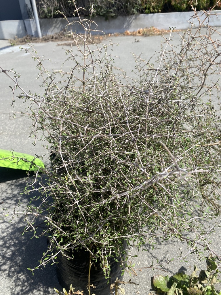 Miki from Clarkville School, Kaiapoi, Canterbury, NZ on January 25 ...