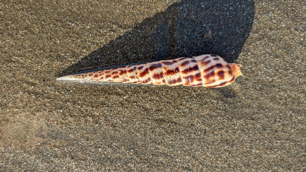 Terebra robusta from Panama on January 24, 2023 at 08:01 AM by Matt ...