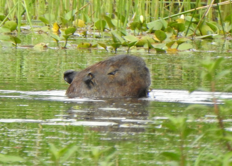 Hydrochoerus hydrochaeris (Linnaeus, 1766)