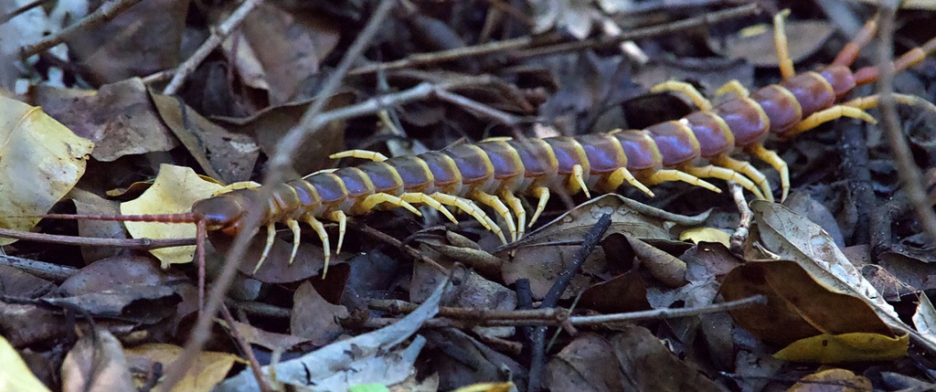 Amazonian Giant Centipede from Bubali Bird Sanctuary, Aruba on December ...