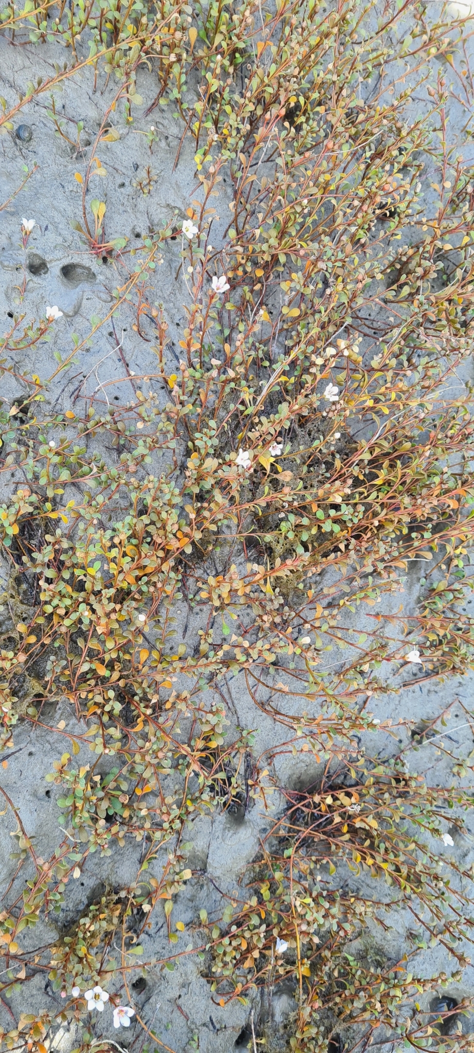 Samolus repens (J.R. & G.Forst.) Pers.