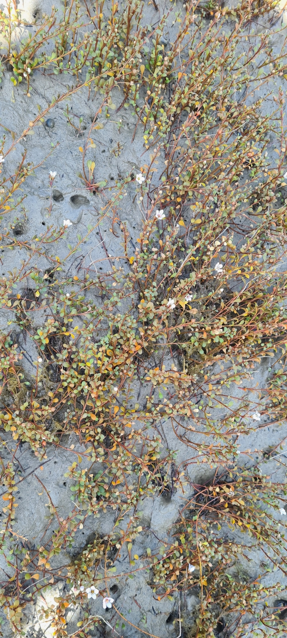 Samolus repens (J.R. & G.Forst.) Pers.