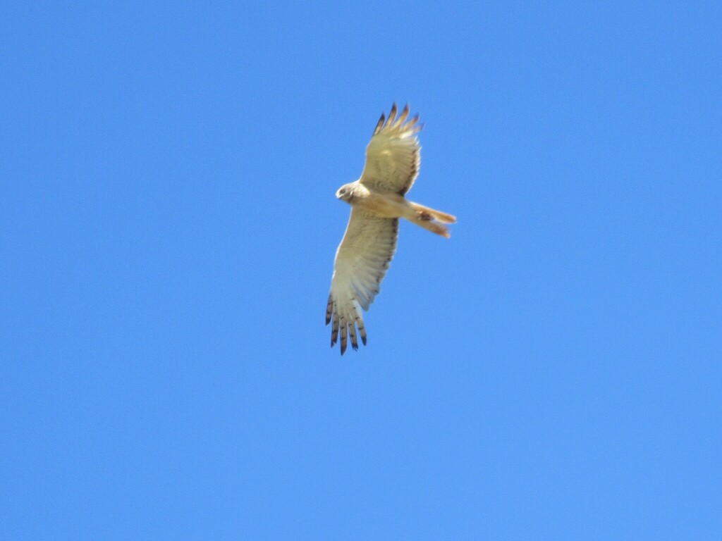 Hawks, Eagles, and Kites from Manning Park, Spearwood, Perth WA ...