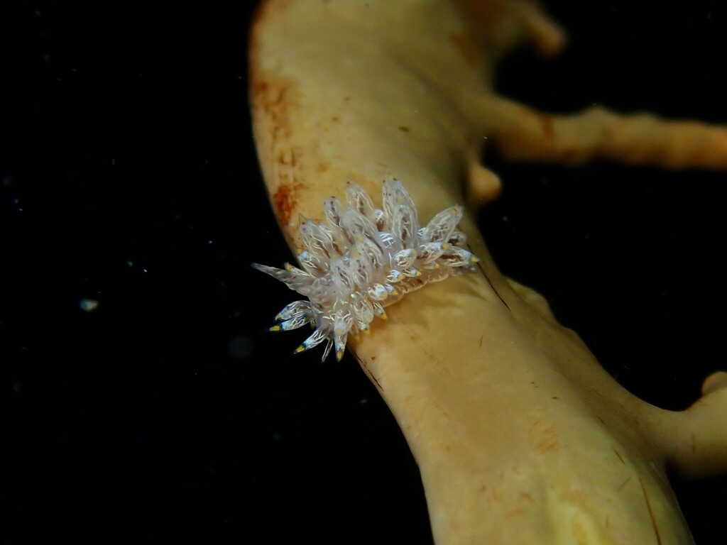 Janolus from Surf Coast - West, AU-VI, AU on January 24, 2023 at 10:04 ...
