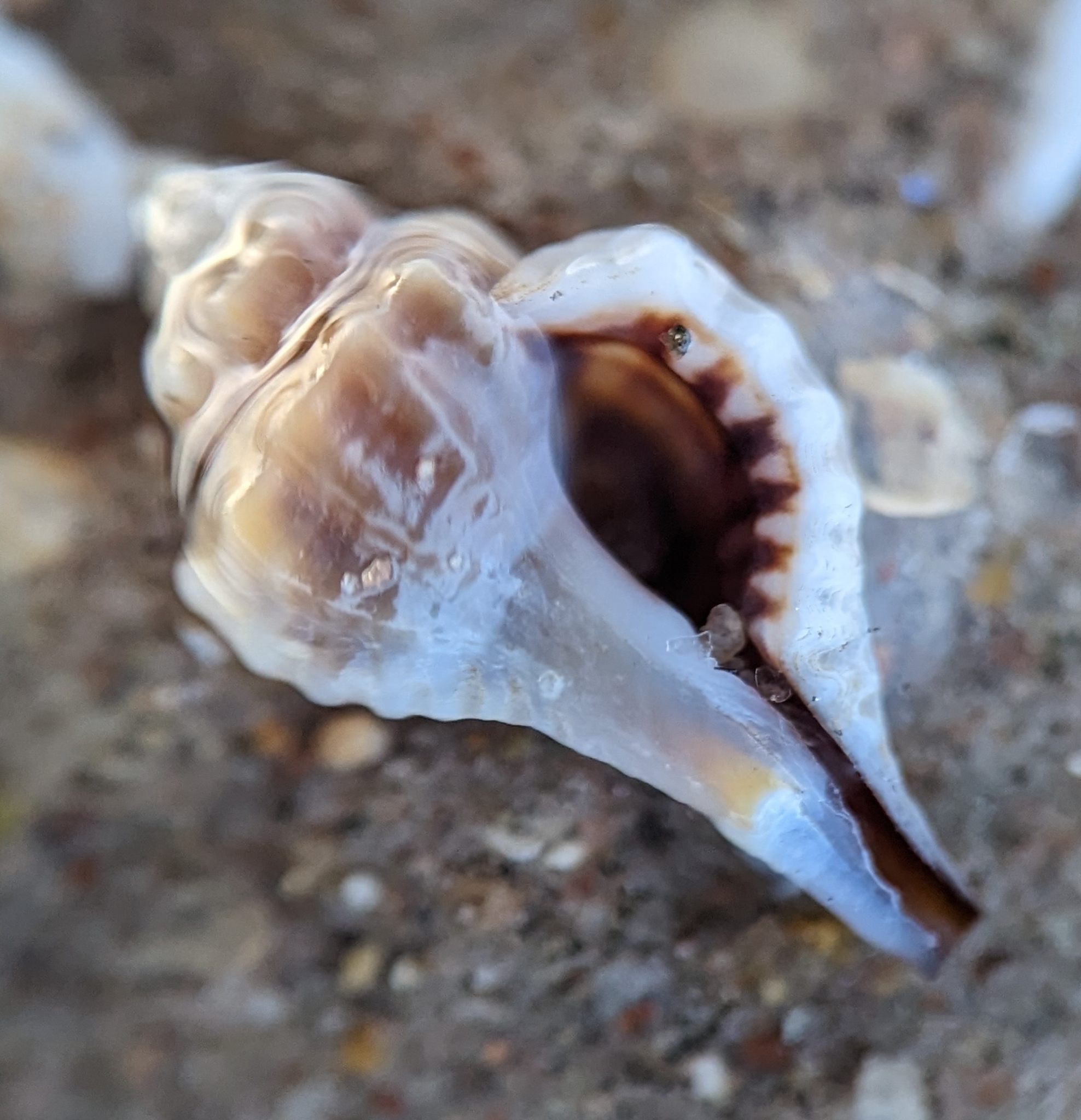 Eupleura caudata (Say, 1822)