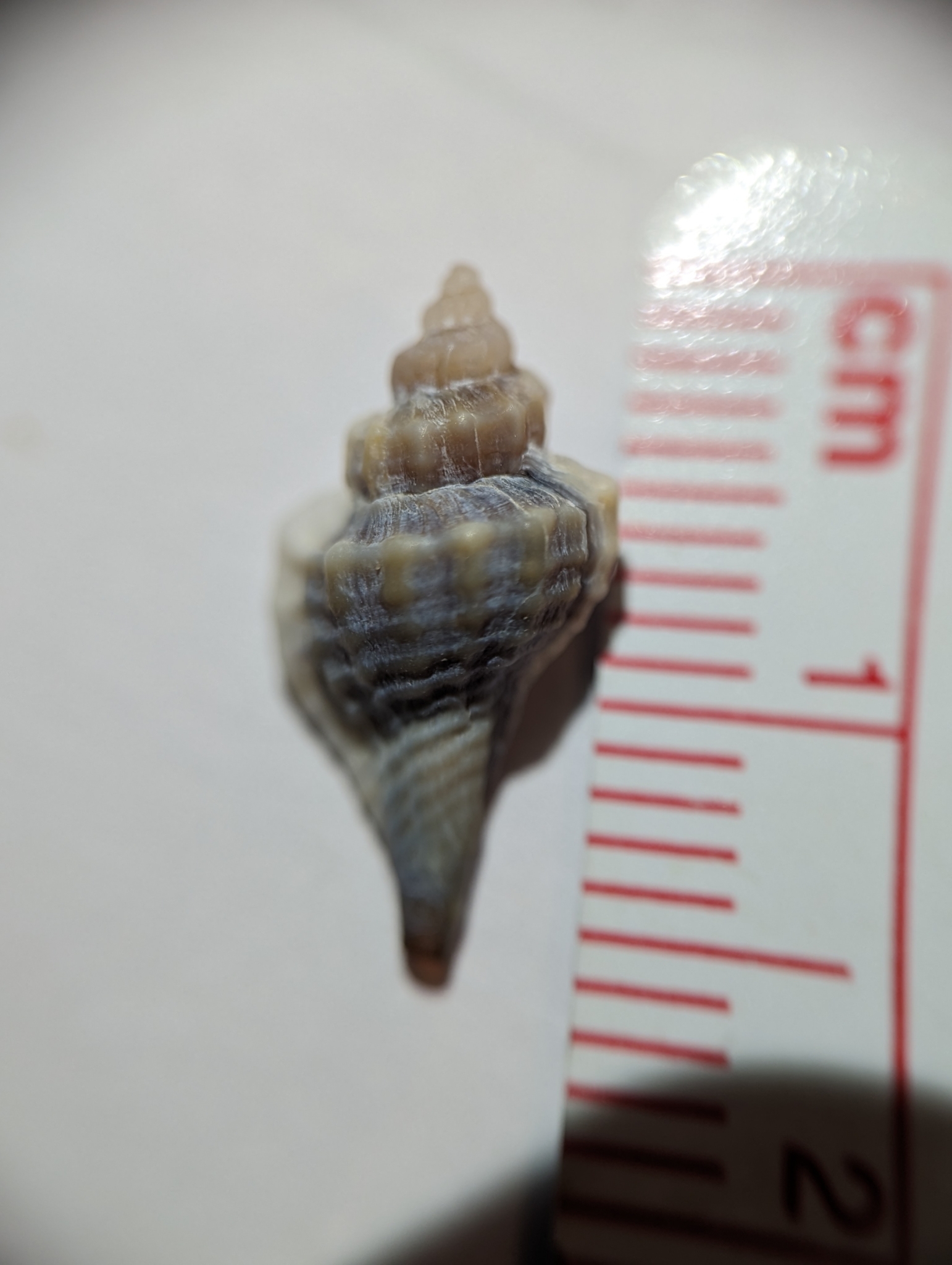 Eupleura caudata (Say, 1822)