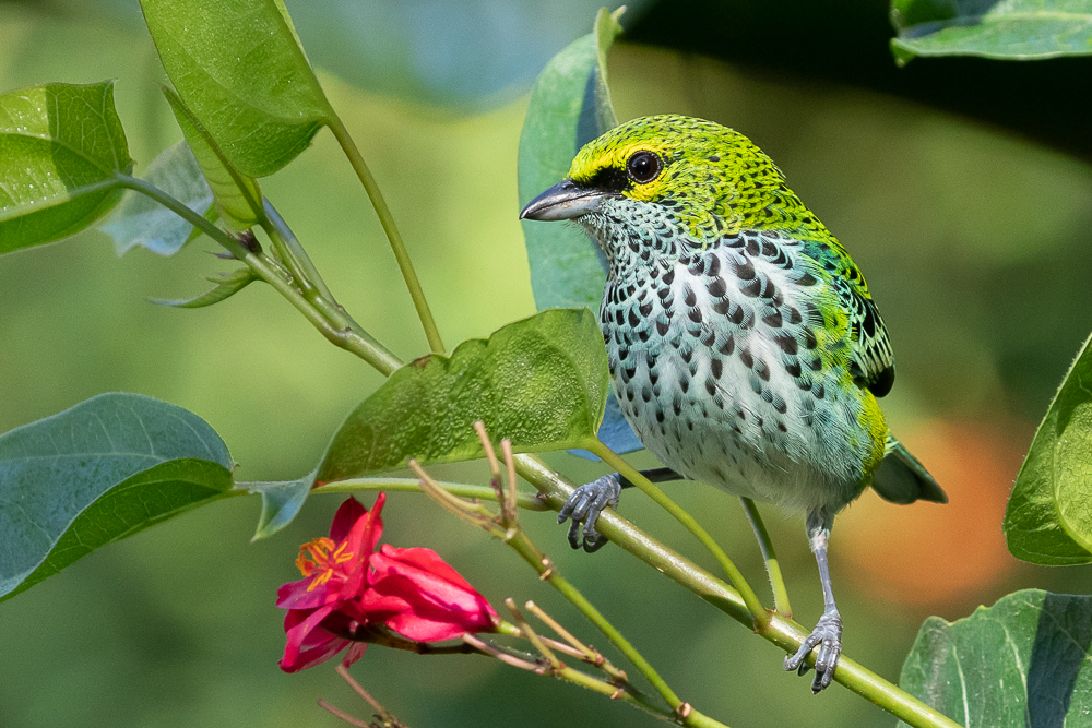 Tangara guttata (Cabanis, 1850)