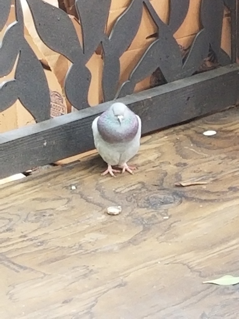 Feral Pigeon from Mission District, San Francisco, CA, USA on December ...