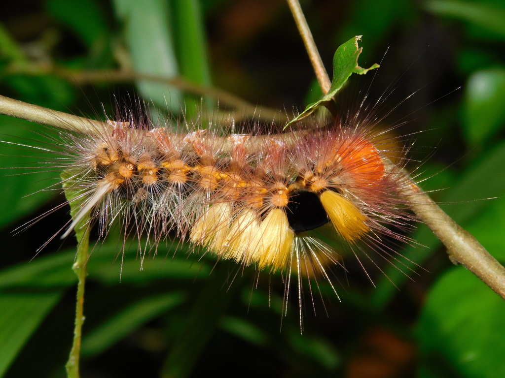 Tussock Moths from Jatinangor, Sumedang Regency, West Java, Indonesia ...