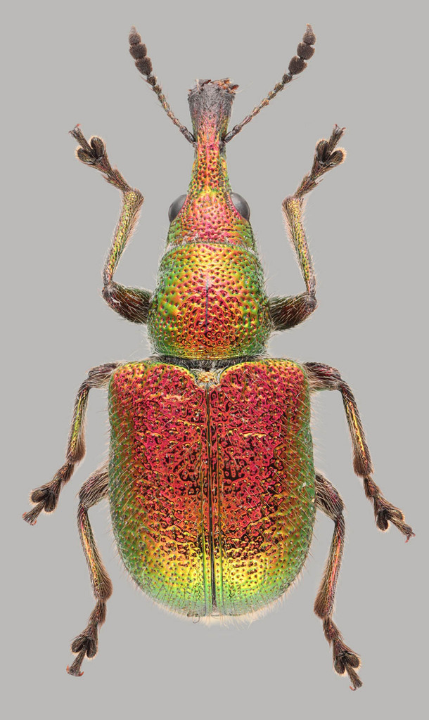 Abberton Weevil from 37130 Cinq-Mars-la-Pile, France on April 28, 2022 ...