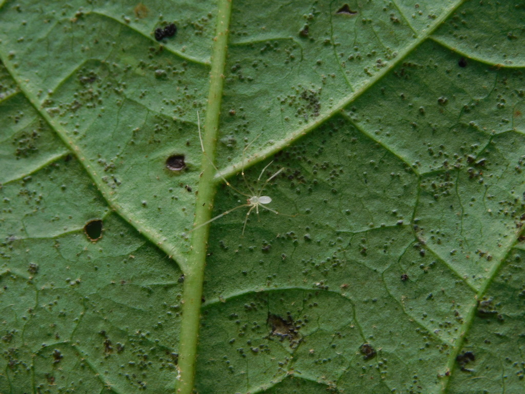 Spiders from Jatinangor, Sumedang Regency, West Java, Indonesia on ...