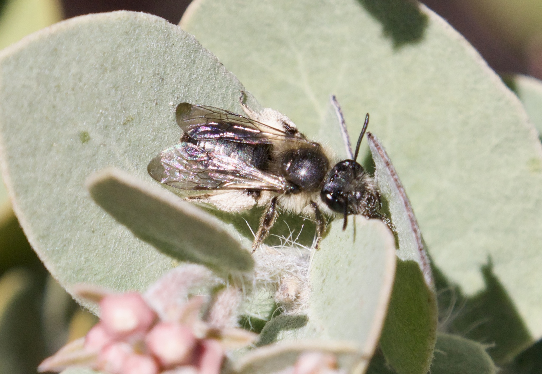 Andrenidae
