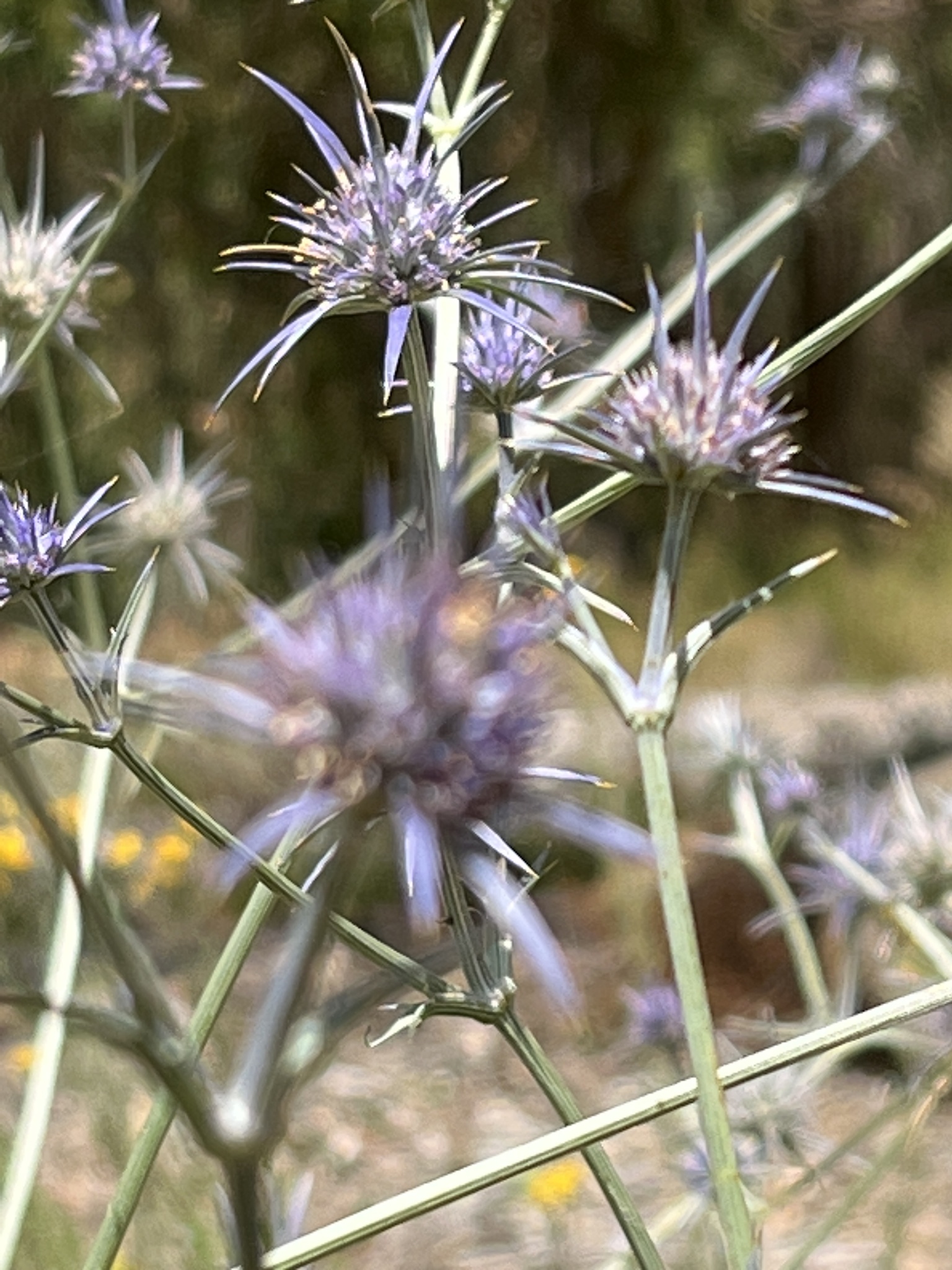 Eryngium ovinum A.Cunn.