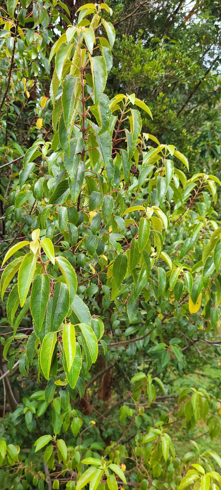 Aristotelia chilensis (Molina) Stuntz
