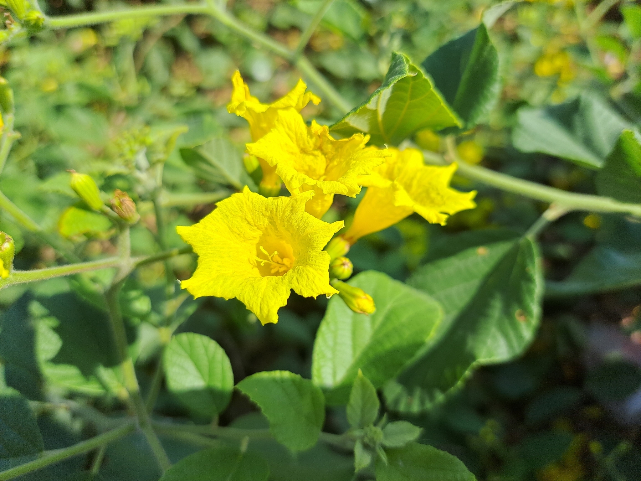 Cordia lutea Lam.