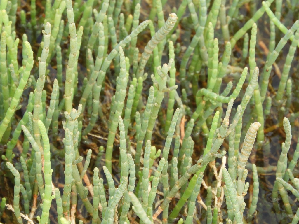 Beaded Samphire from Pūkorokoro / Miranda, New Zealand on January 24 ...